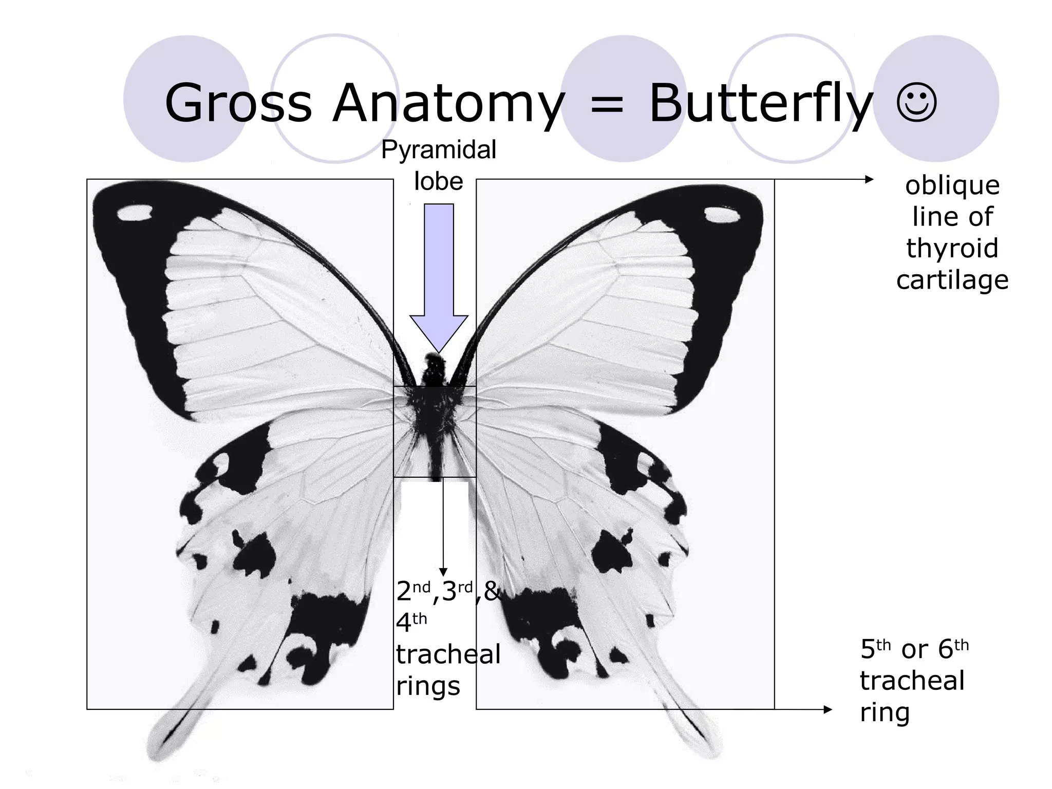 Thyroid anatomy | PPT