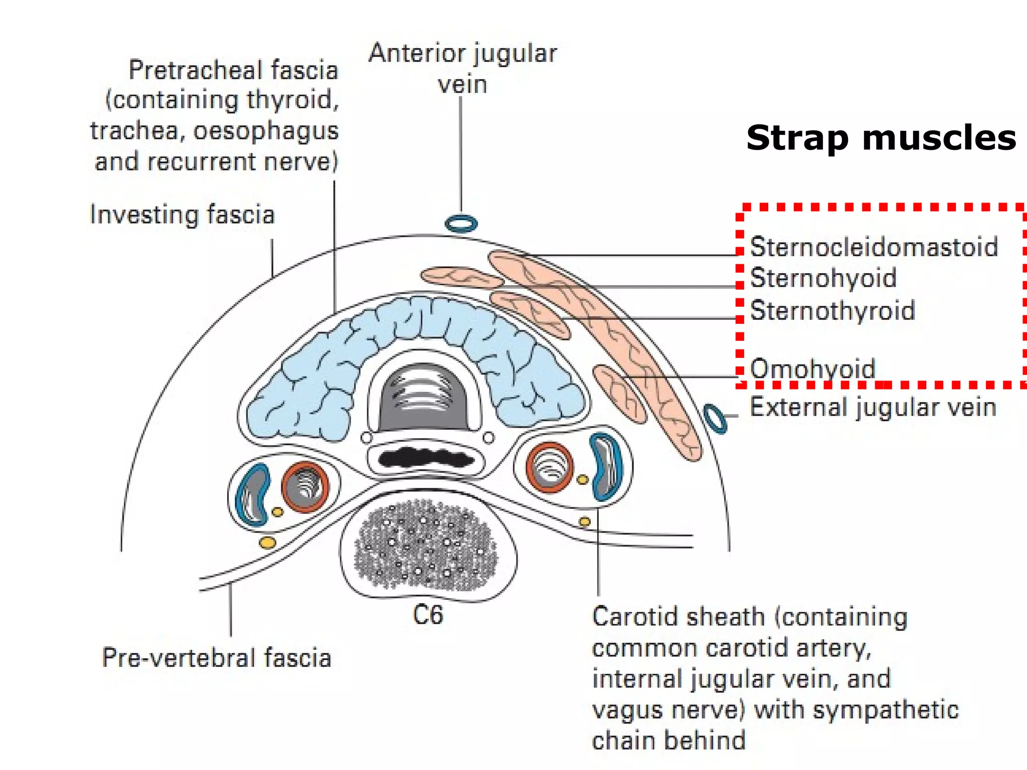Thyroid anatomy | PPT