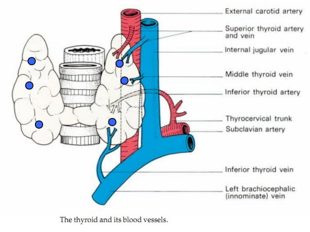 Thyroid anatomy | PPT