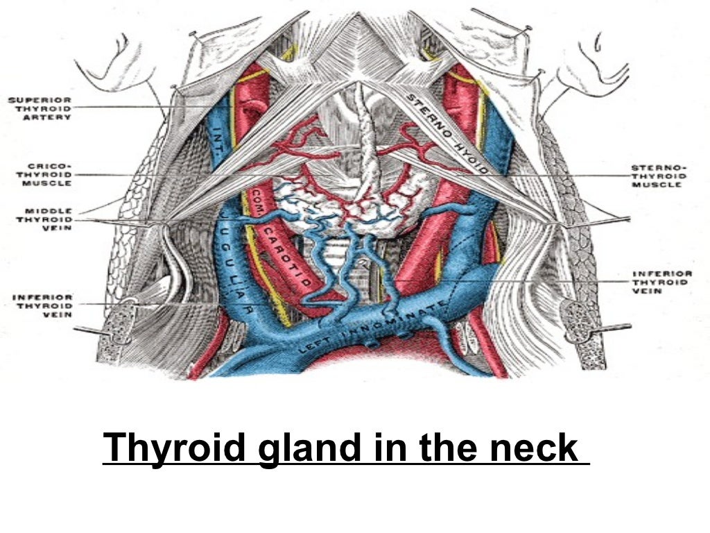 Thyroid anatomy