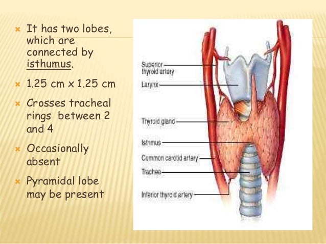 Thyroid anatomy and pathology