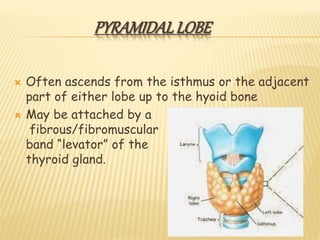 Thyroid anatomy and pathology | PPTX