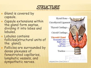 Thyroid anatomy and pathology | PPTX