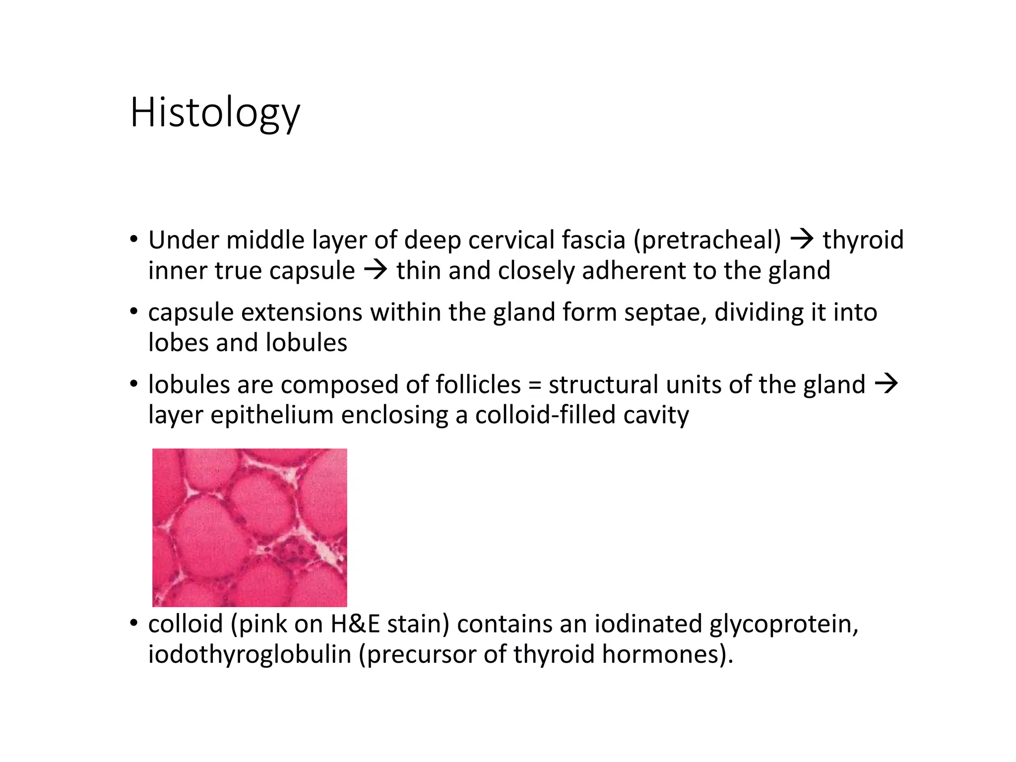 thyroid anatomy copy.pptx