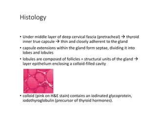 thyroid anatomy copy.pptx | Thyroid Disorders | Endocrine and Metabolic ...