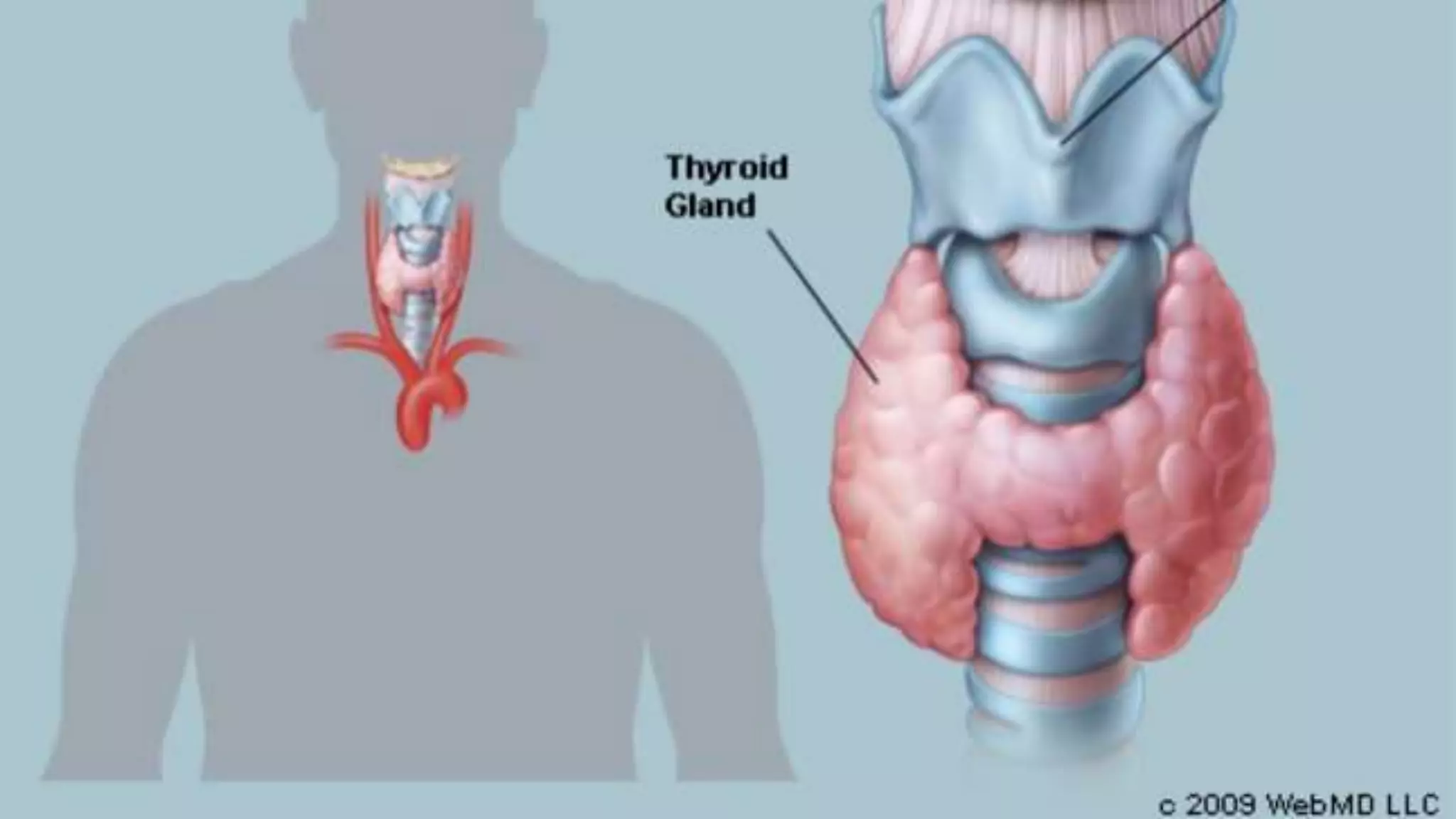 Thyroid anatomy final | PPTX