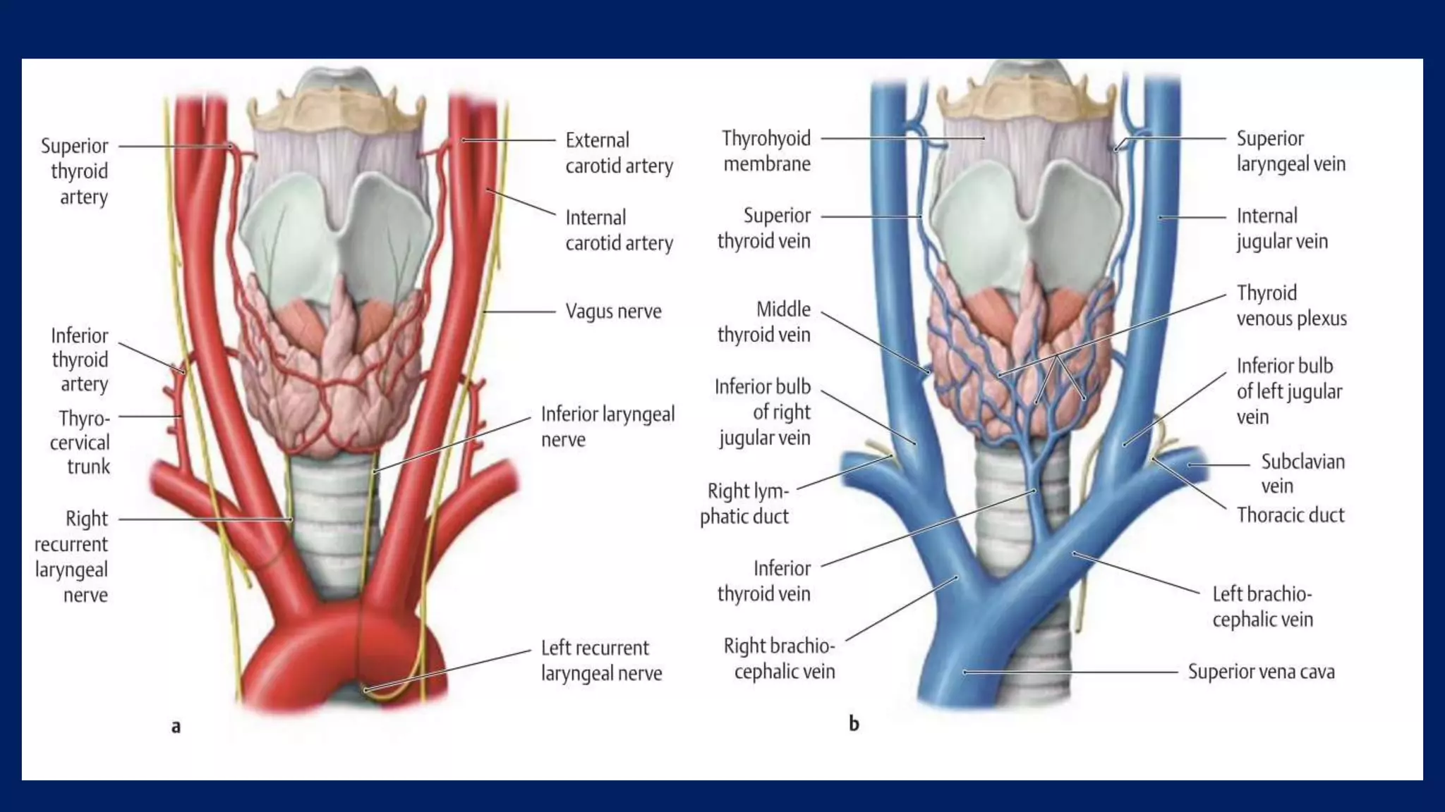 Thyroid anatomy final | PPT