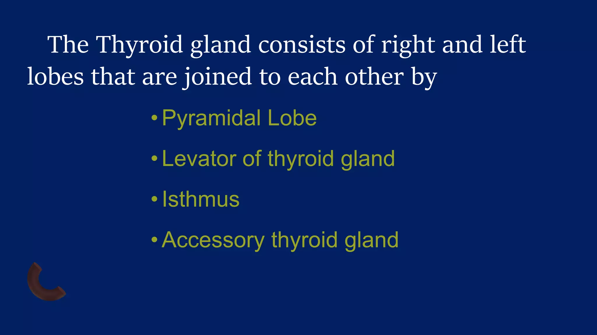 Thyroid anatomy final | PPT