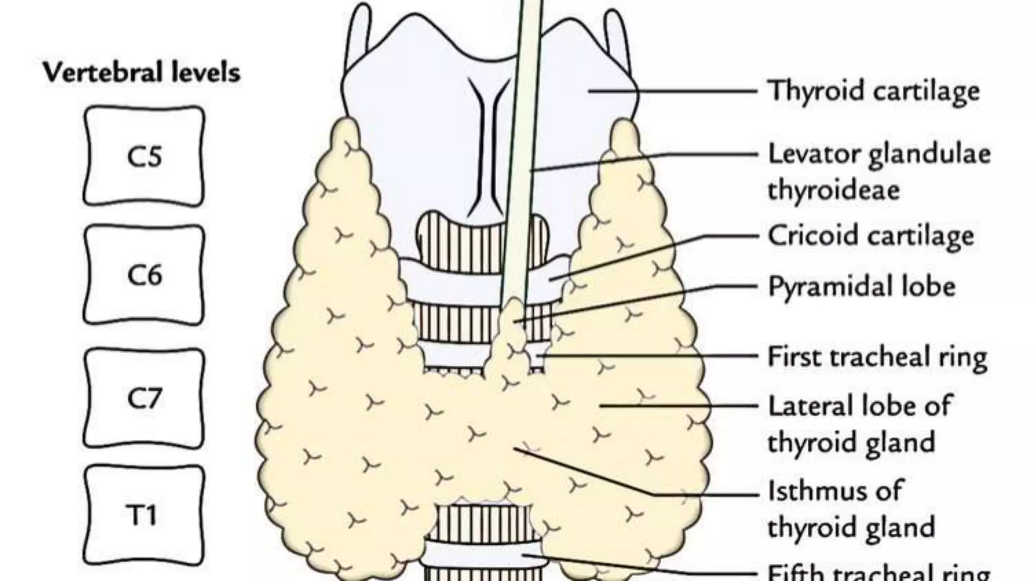 Thyroid anatomy final | PPT