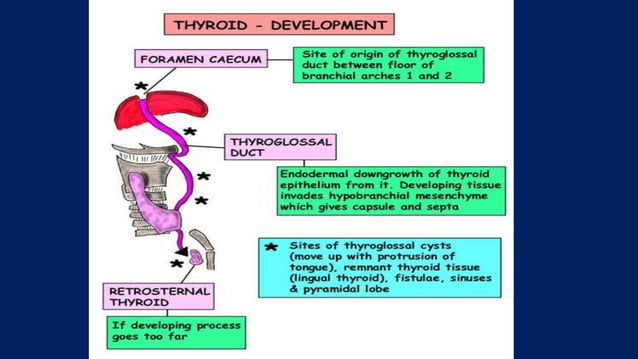 Thyroid anatomy final | PPT