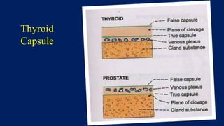 Thyroid anatomy final | PPTX