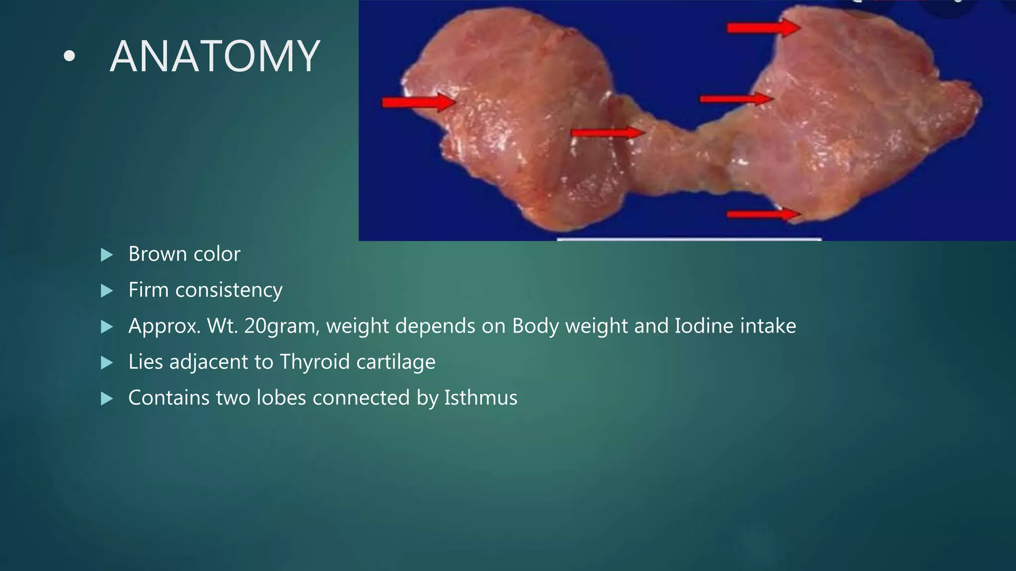 Thyroid Anatomy and embryology Simplified | PPTX