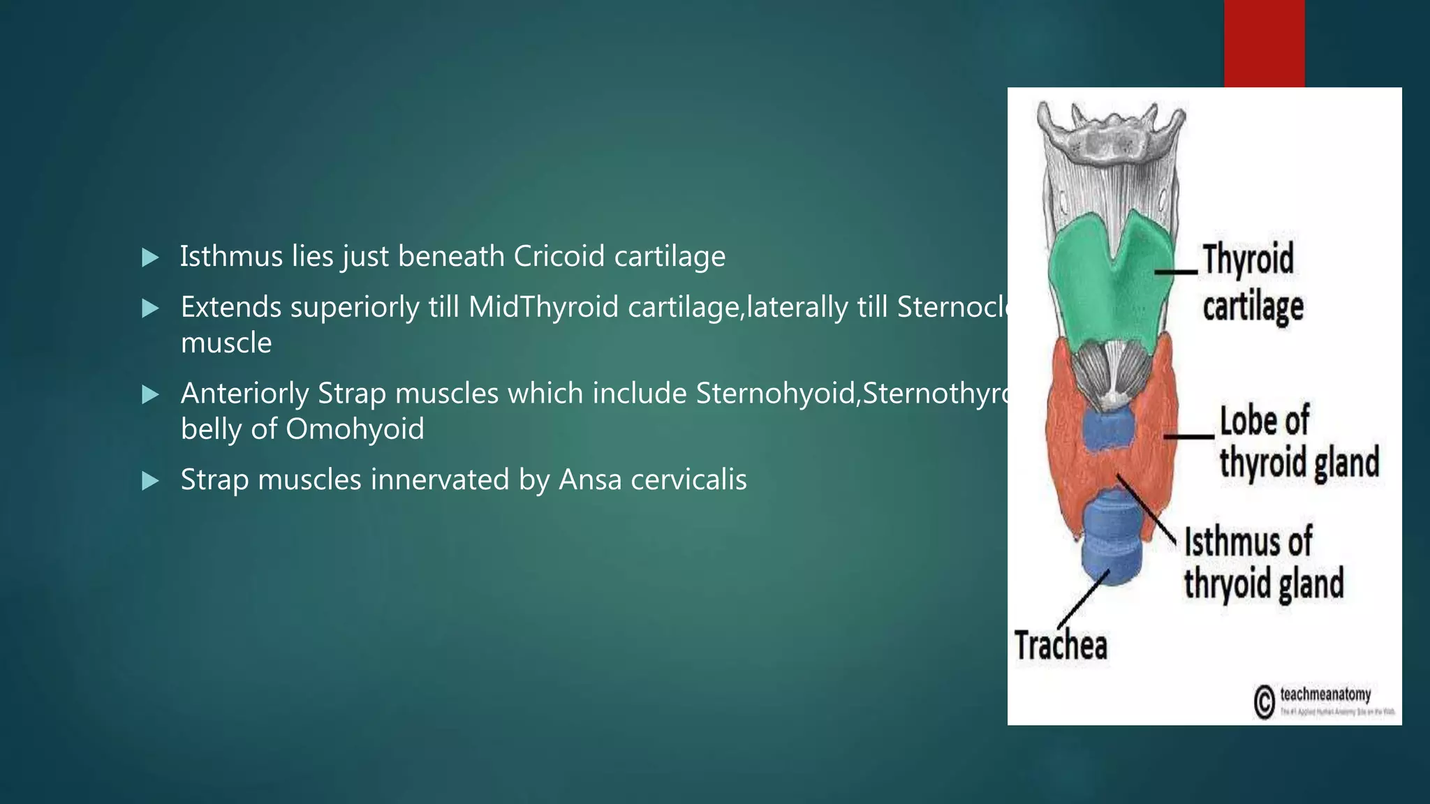 Thyroid Anatomy and embryology Simplified | PPTX