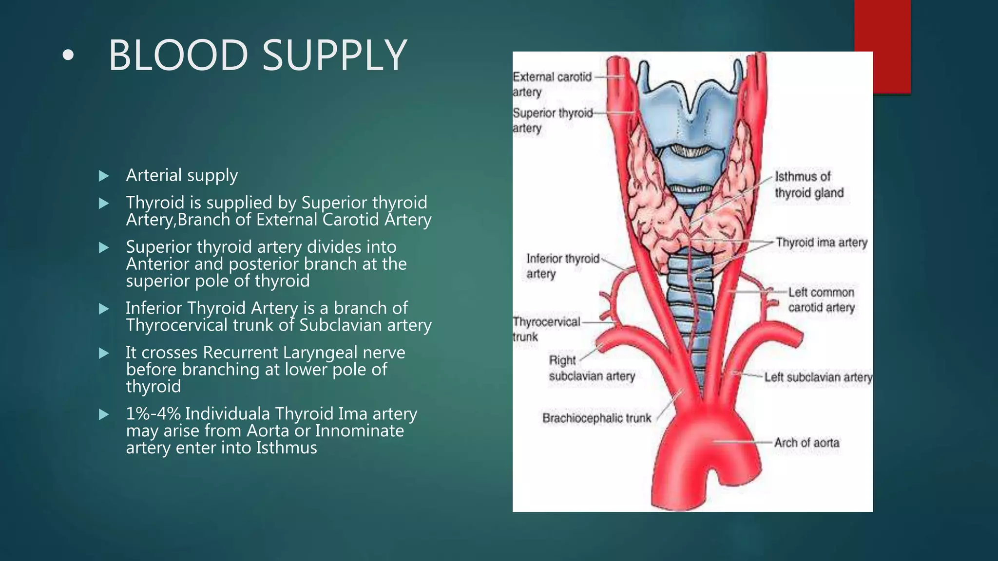 Thyroid Anatomy and embryology Simplified | PPTX