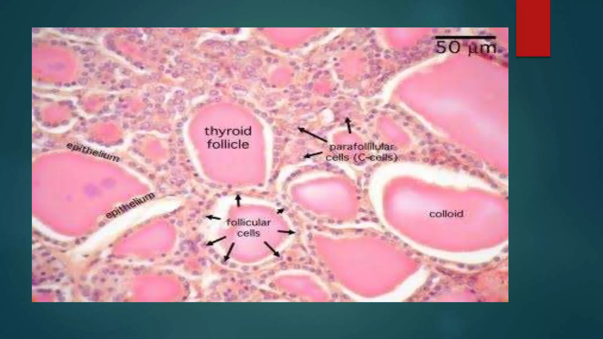 Thyroid Anatomy and embryology Simplified | PPTX