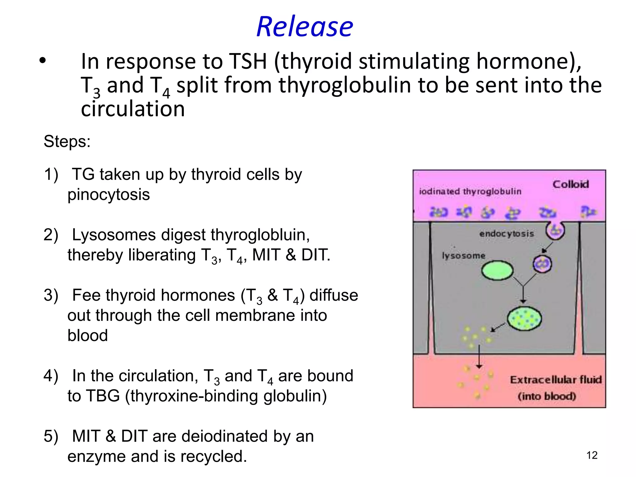 Thyroid anatomy,physiology,thyroid scintigraphy principles | PPTX