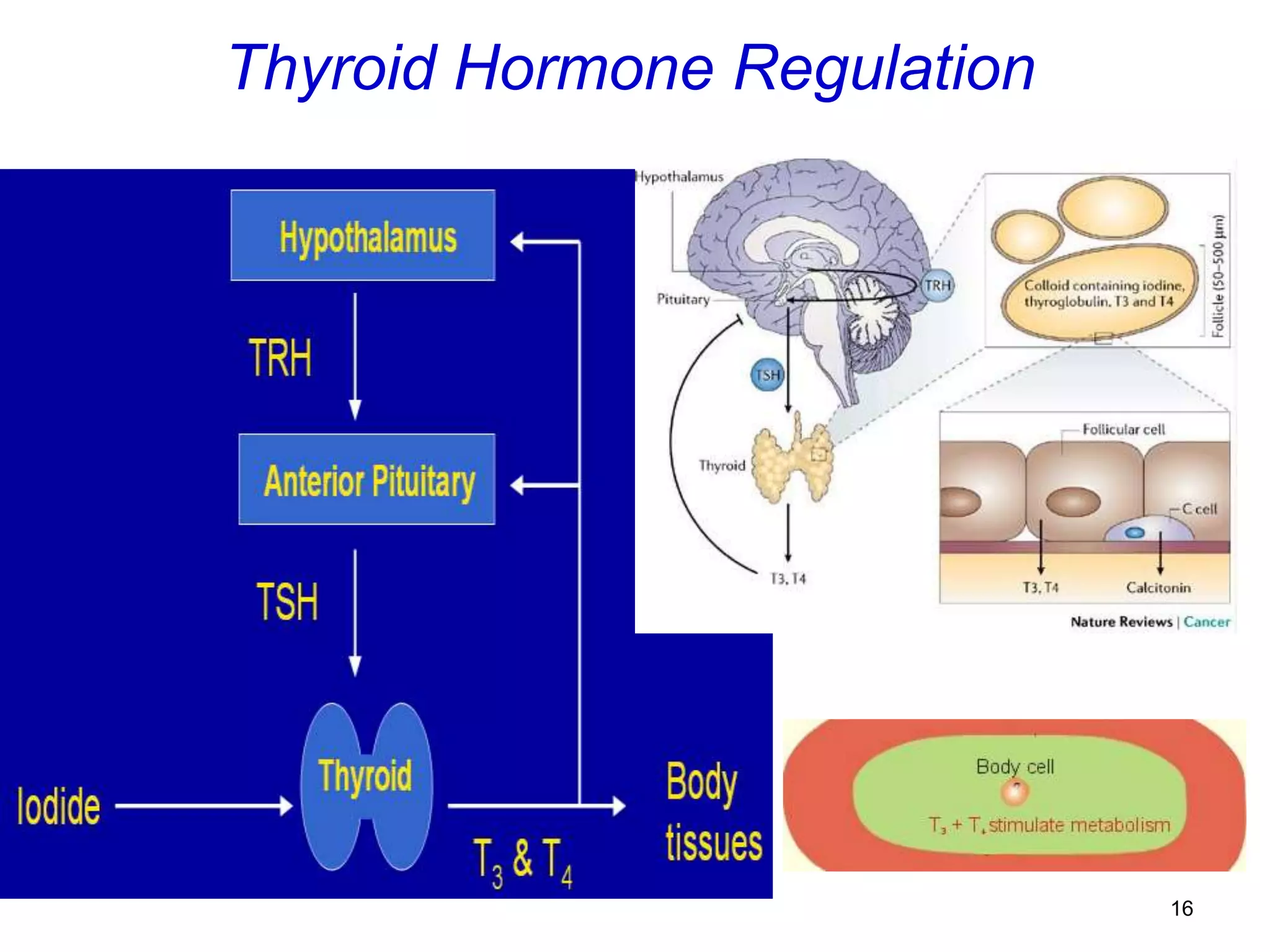 Thyroid anatomy,physiology,thyroid scintigraphy principles | PPTX