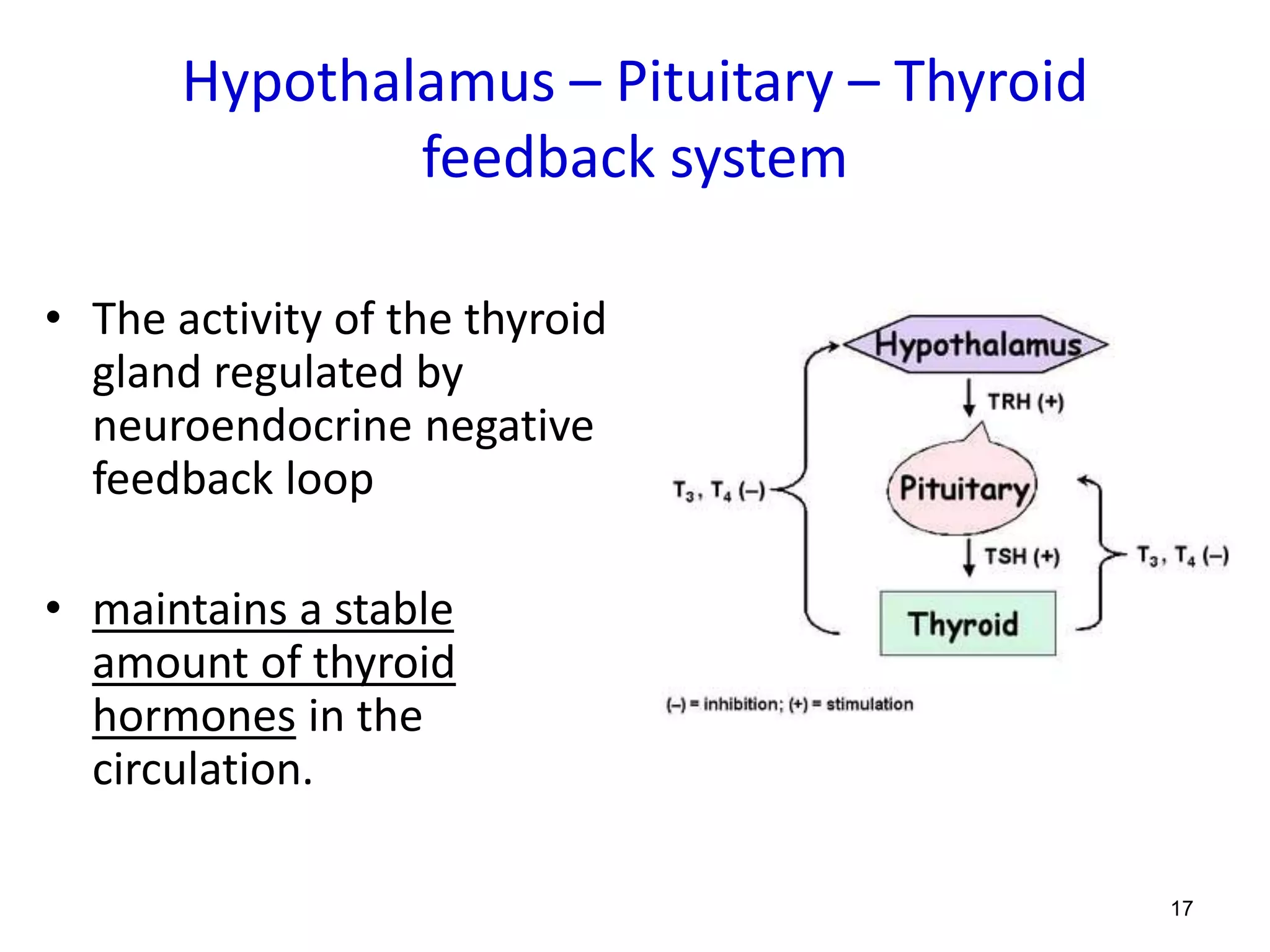 Thyroid anatomy,physiology,thyroid scintigraphy principles | PPTX
