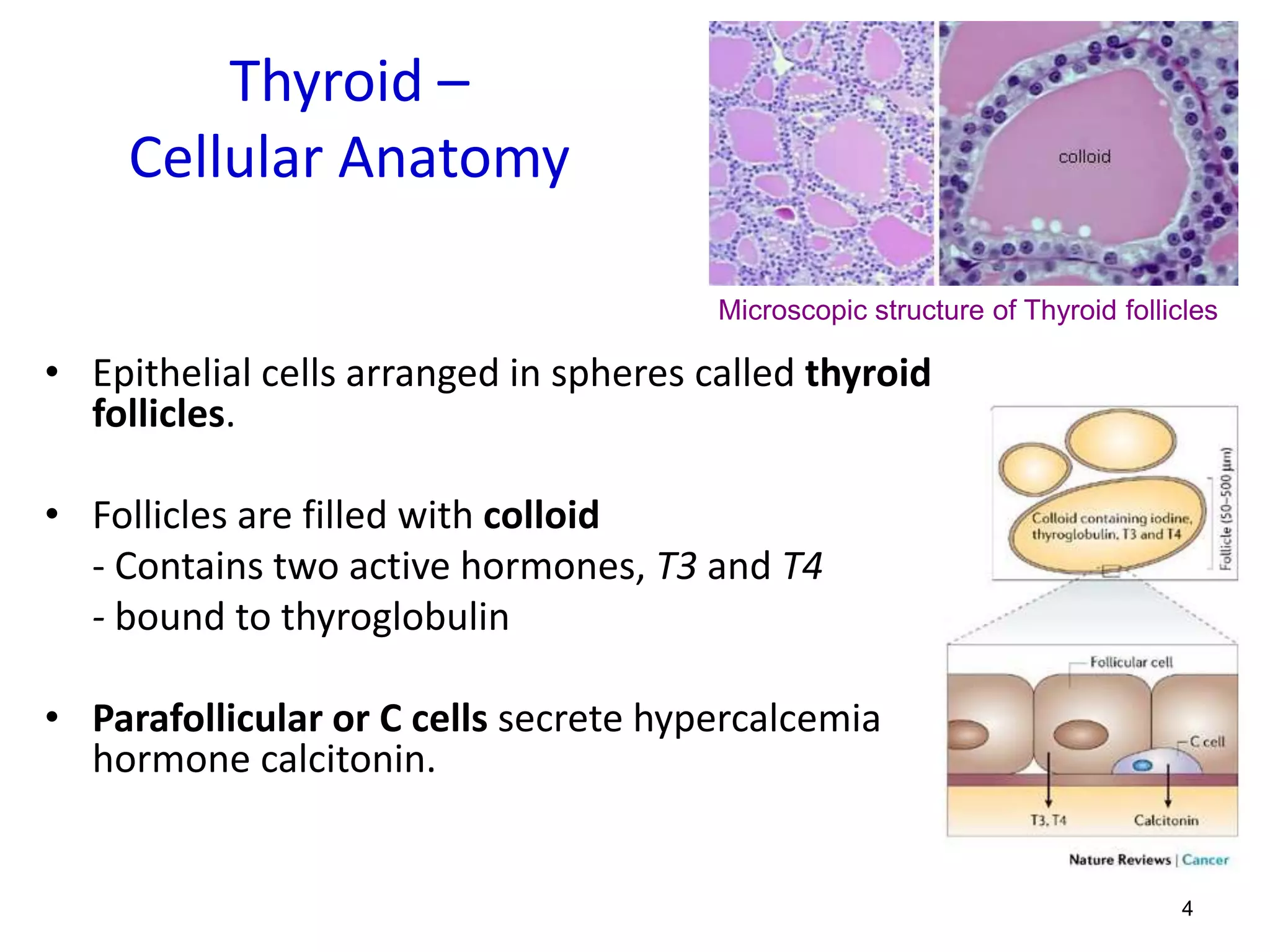 Thyroid anatomy,physiology,thyroid scintigraphy principles | PPTX