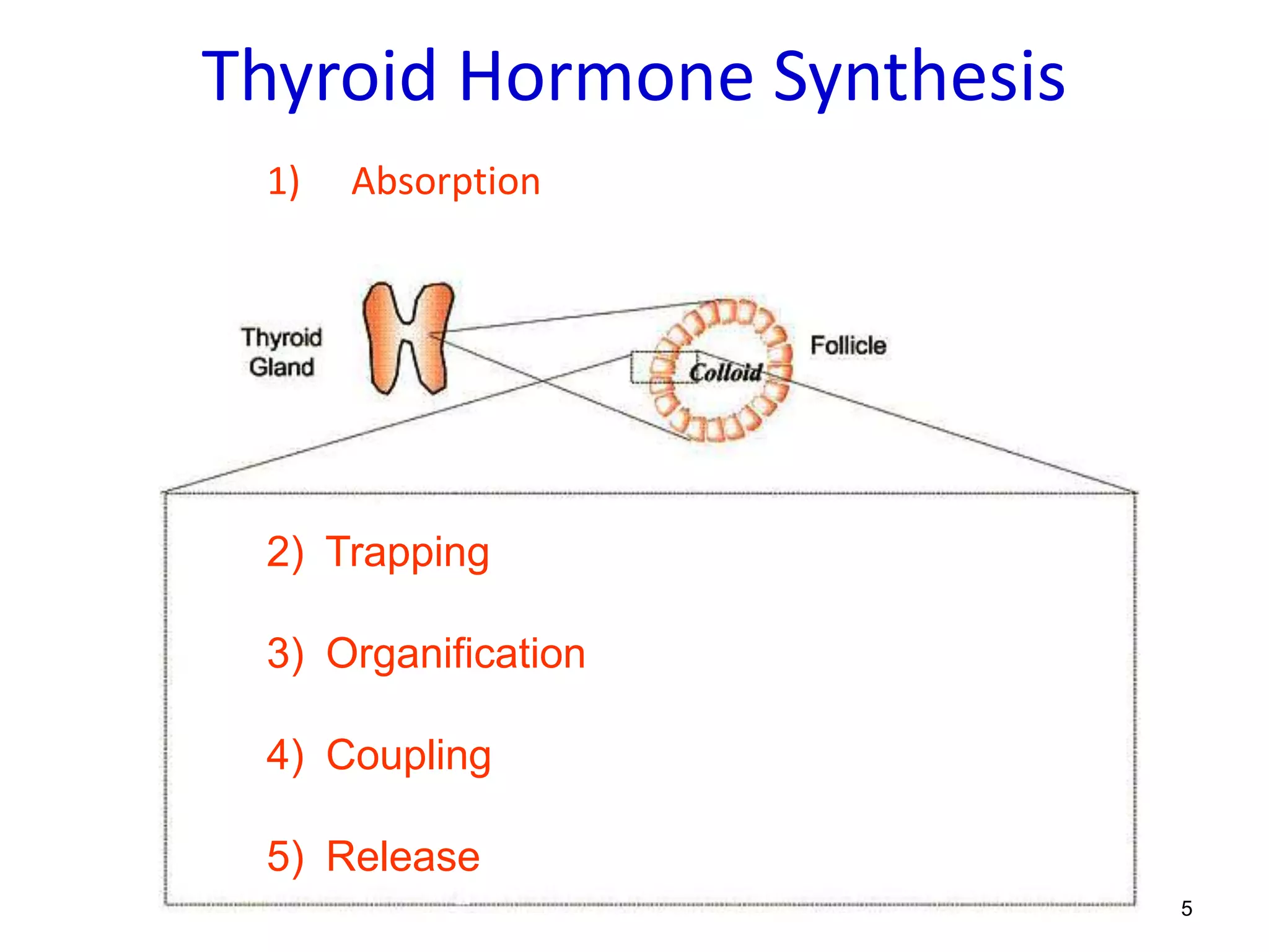 Thyroid anatomy,physiology,thyroid scintigraphy principles | PPTX