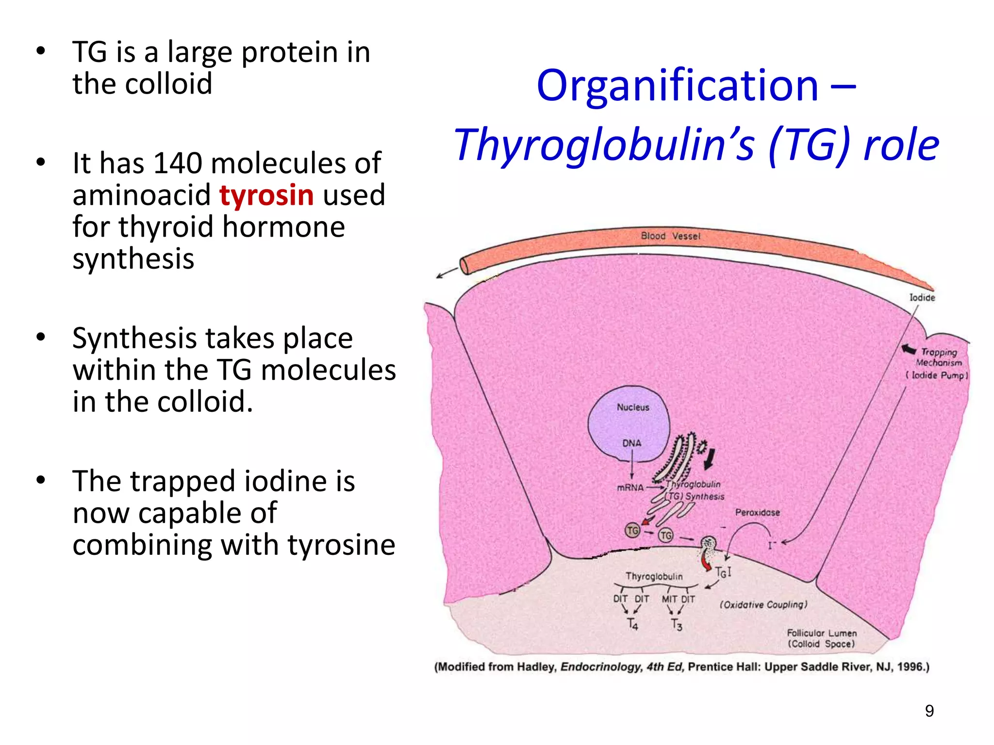 Thyroid anatomy,physiology,thyroid scintigraphy principles | PPTX