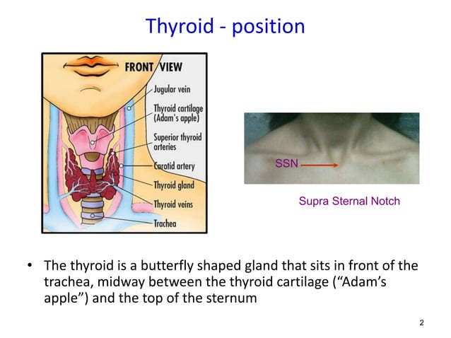 Thyroid anatomy,physiology,thyroid scintigraphy principles | PPT