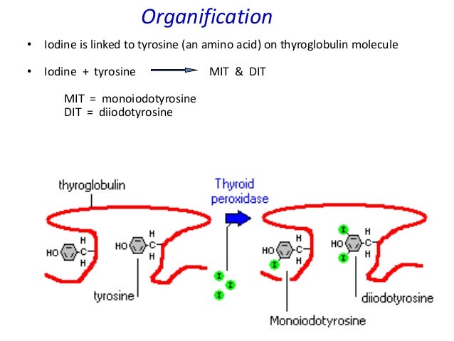 Thyroid anatomy,physiology,thyroid scintigraphy principles