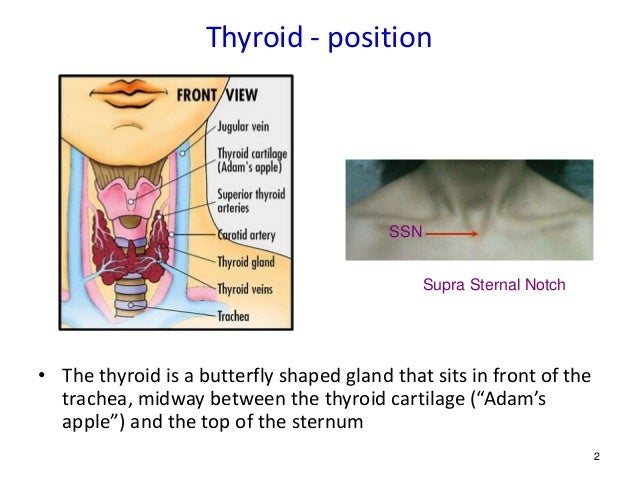 Thyroid anatomy,physiology,thyroid scintigraphy principles