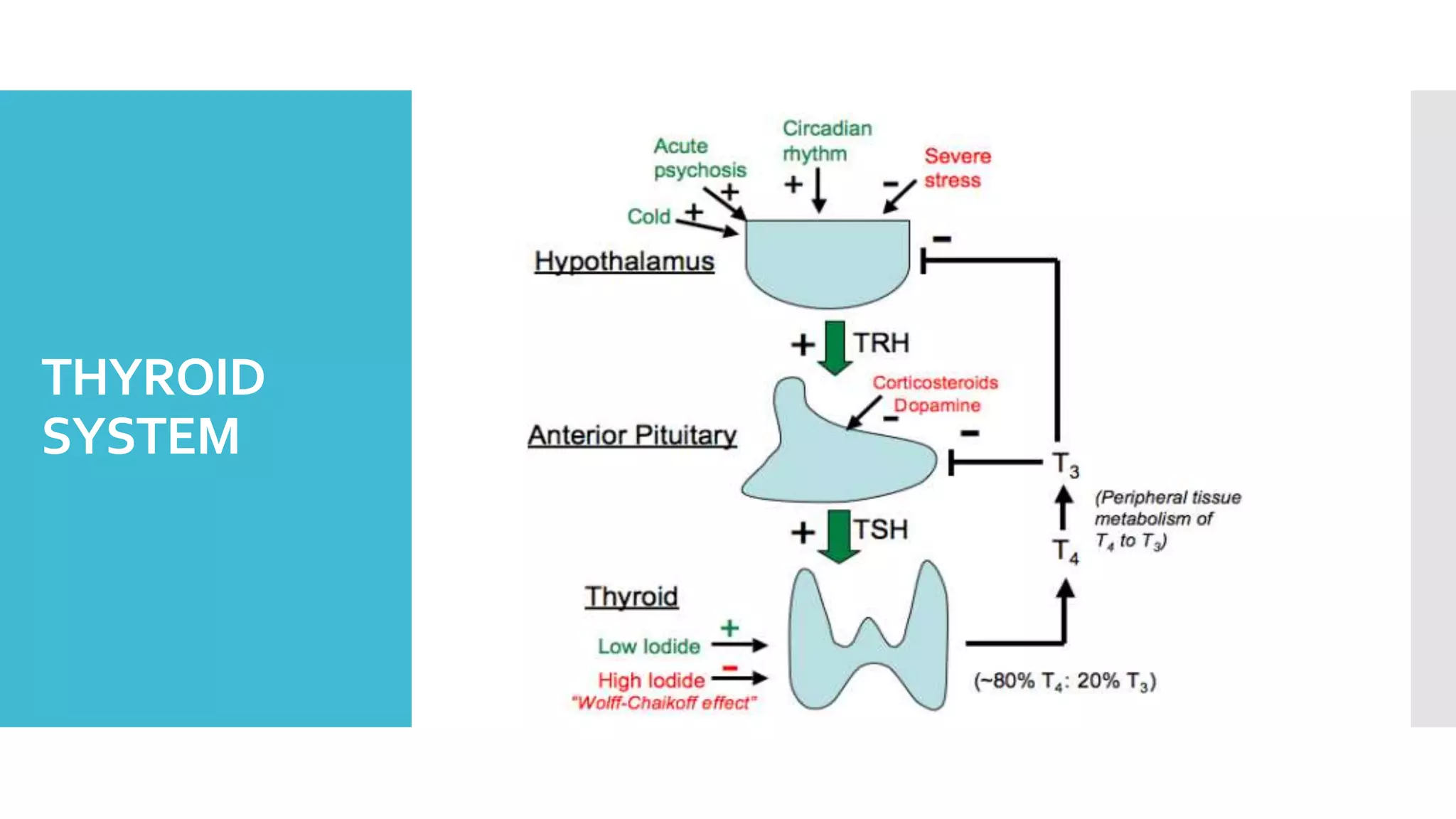 thyroid and anti-thyroid drugs.pptx