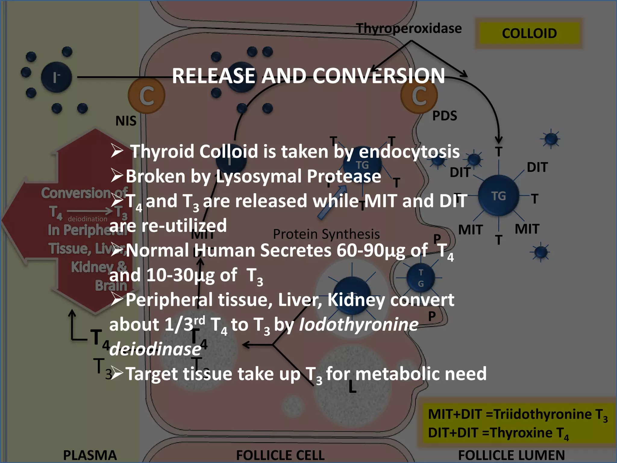 Thyroid and anti thyroid drugs | PPTX | Thyroid Disorders | Endocrine ...
