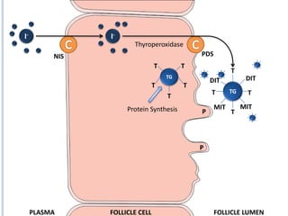 Thyroid and anti thyroid drugs | PPTX
