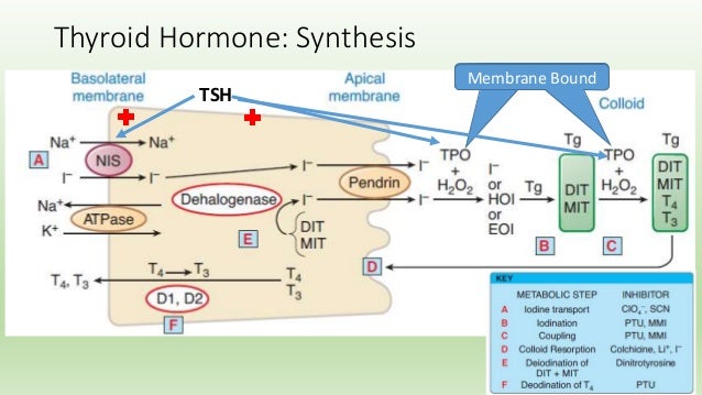 Thyroid and antithyroid drugs