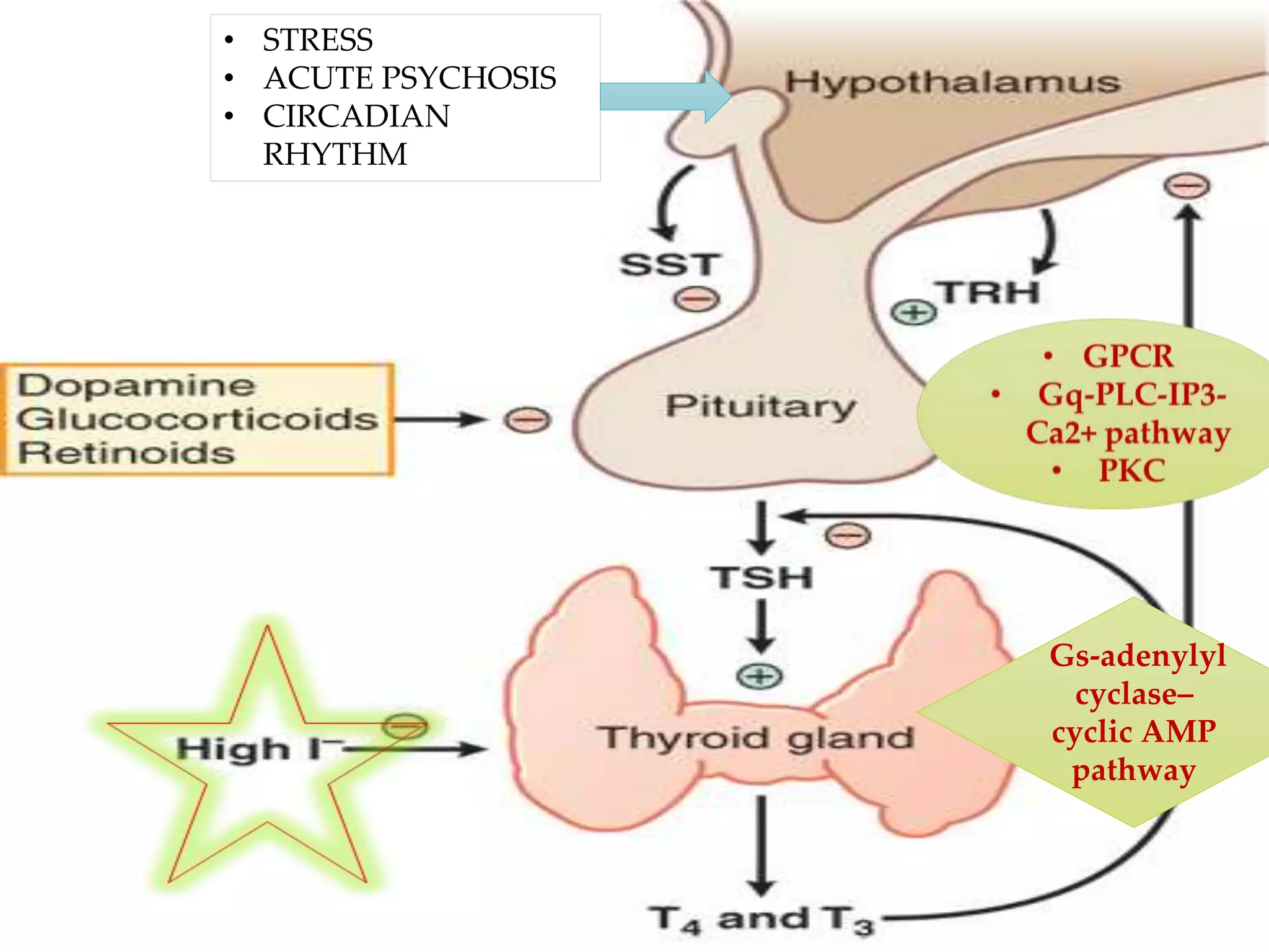 Thyroid and antithyroid drugs | PPTX