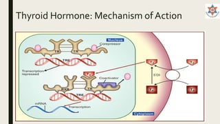 Thyroid and antithyroid drugs | PPTX