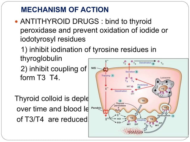 Thyroid and Antithyroid drugs NAB.ppt | Thyroid Disorders | Endocrine ...