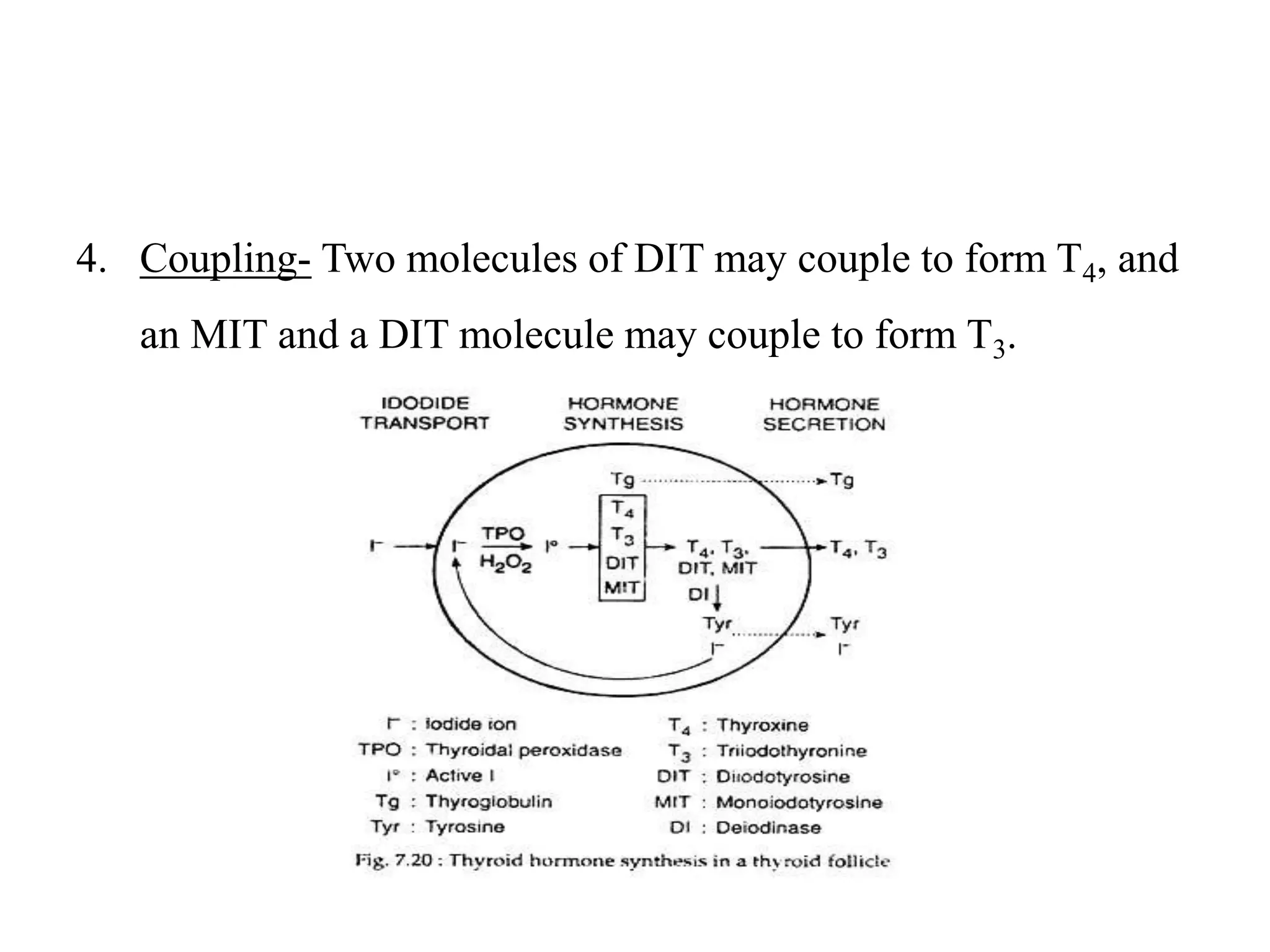 Thyroid and antiyhyroid | PPTX