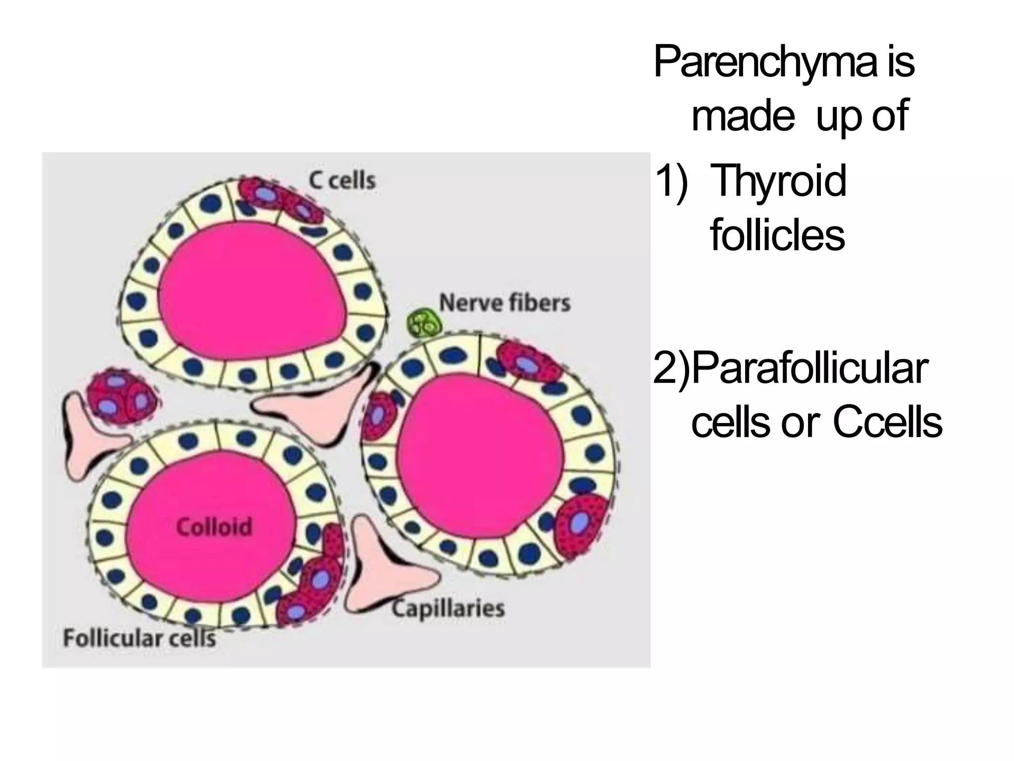 histology THYROID AND PARATHY.pptx