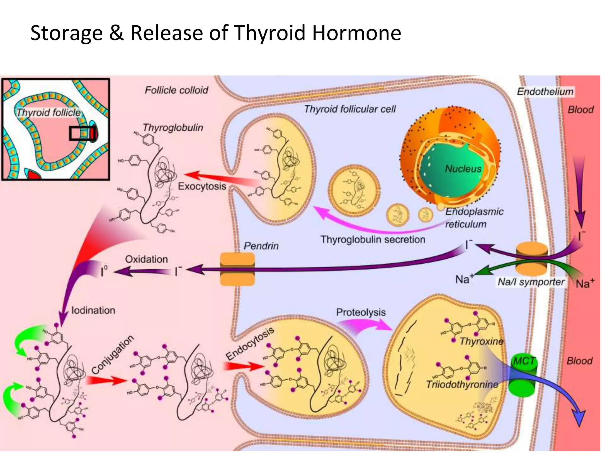 histology THYROID AND PARATHY.pptx