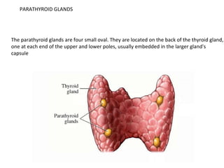 histology THYROID AND PARATHY.pptx