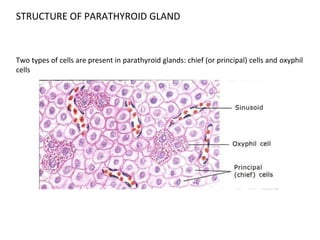 histology THYROID AND PARATHY.pptx