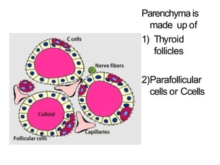Thyroid Gland Slide Labeled Parafollicular Cells