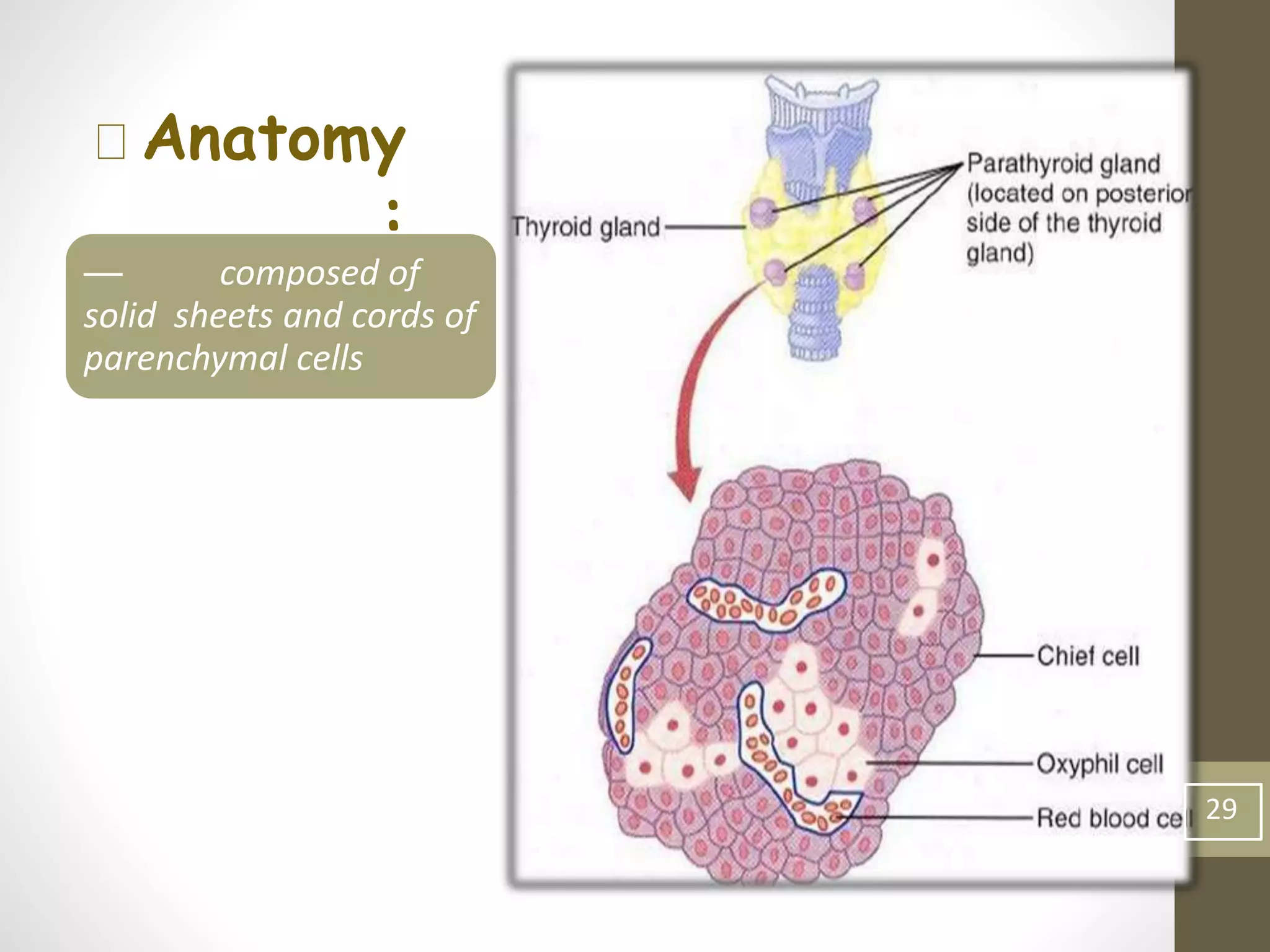 Thyroid and parathyroid | PPTX