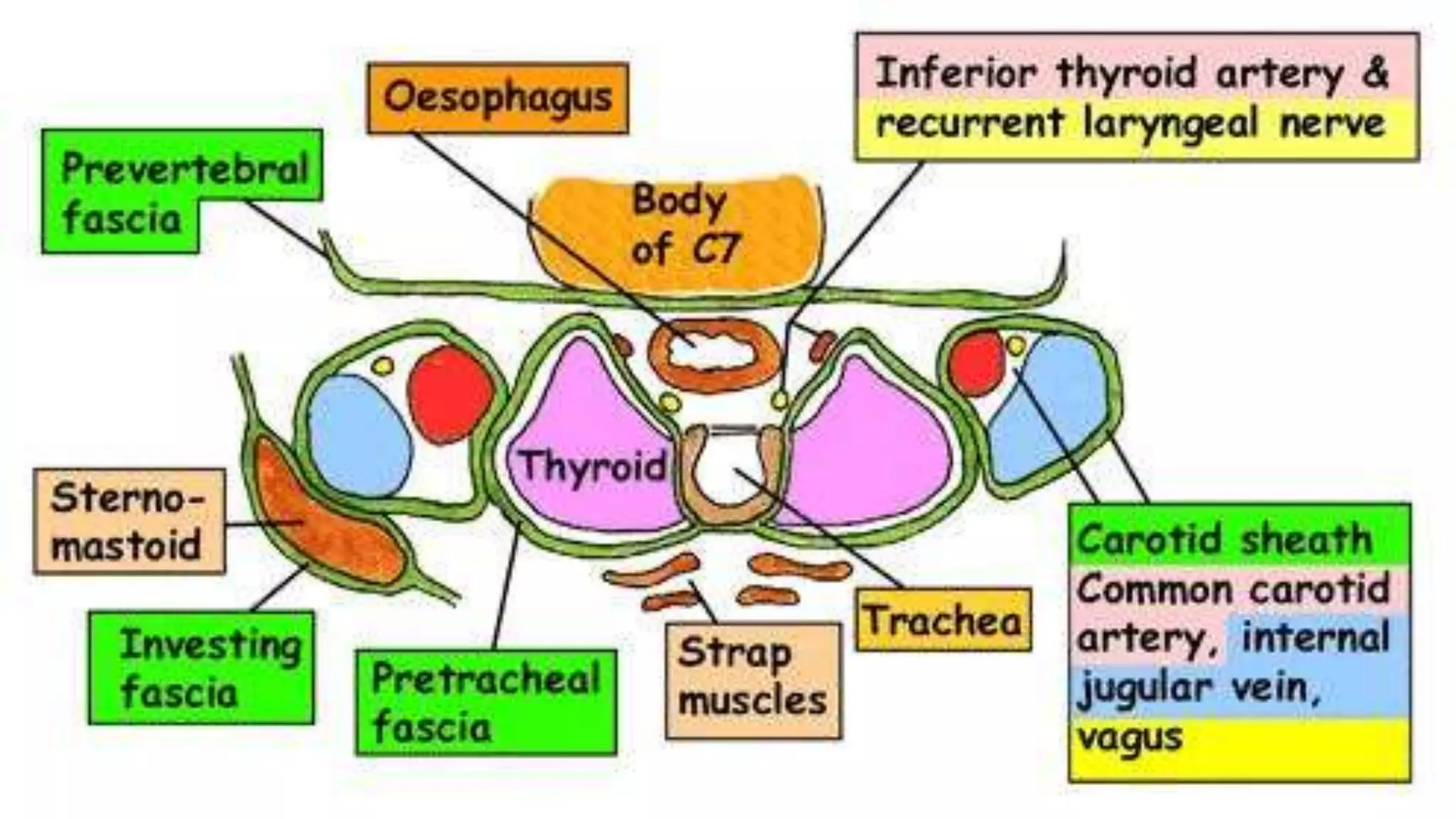 Thyroid and parathyroid gland | PPTX
