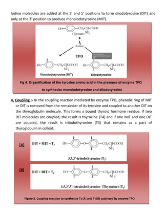 THYROID AND PARATHYROID GLAND BY HARSHAL | PDF