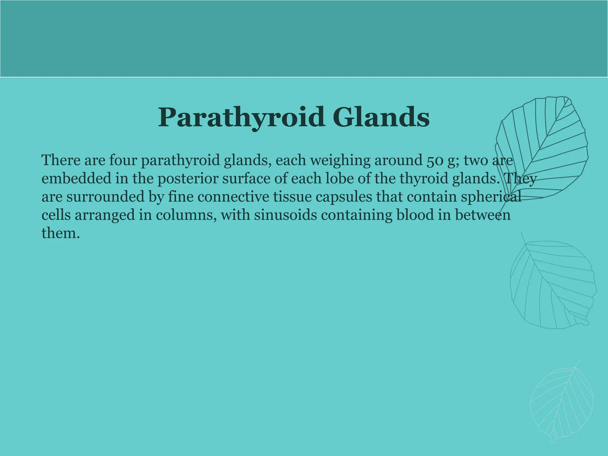 Thyroid glands and parathyroid gland.pptx