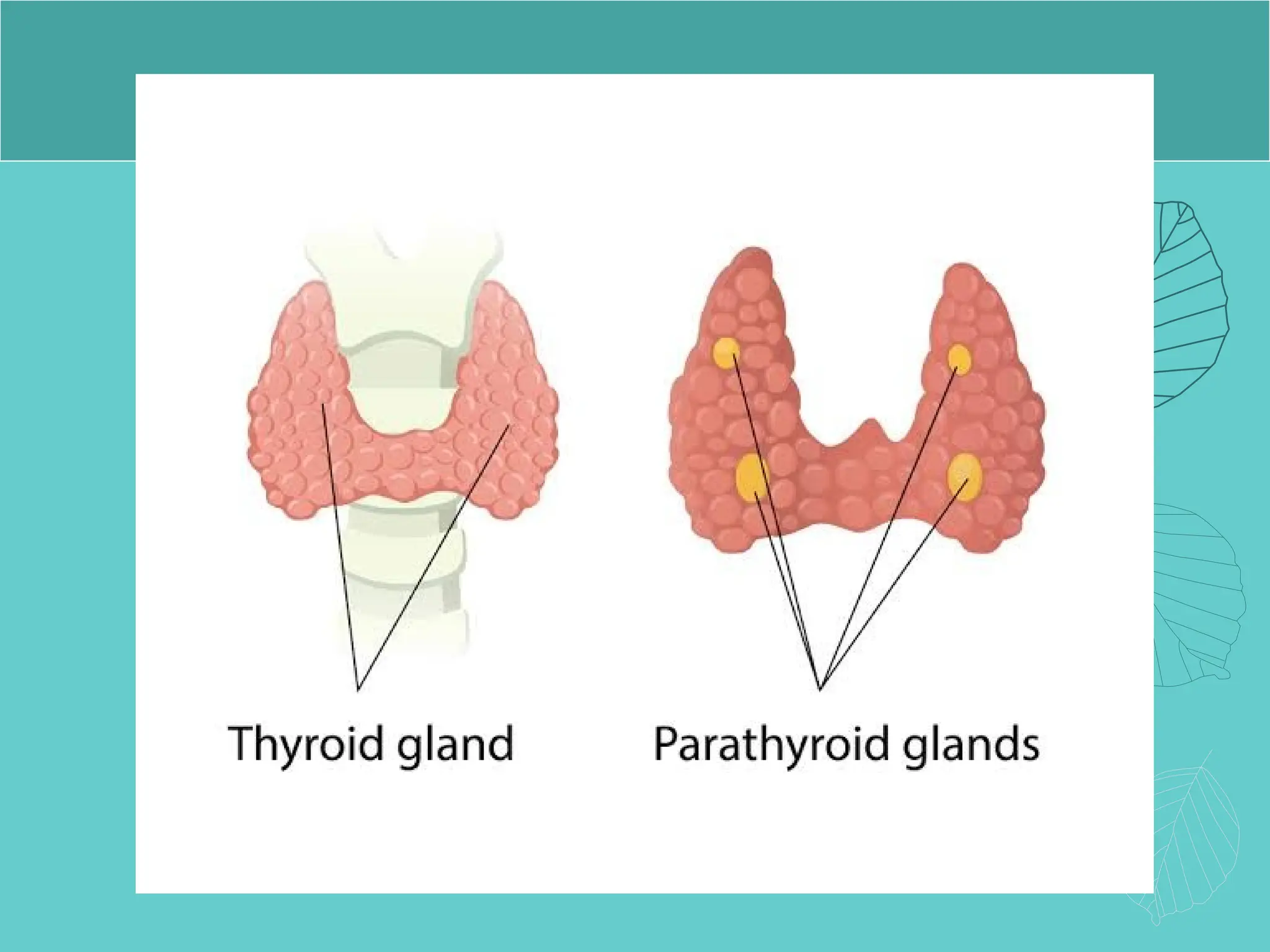 Thyroid glands and parathyroid gland.pptx