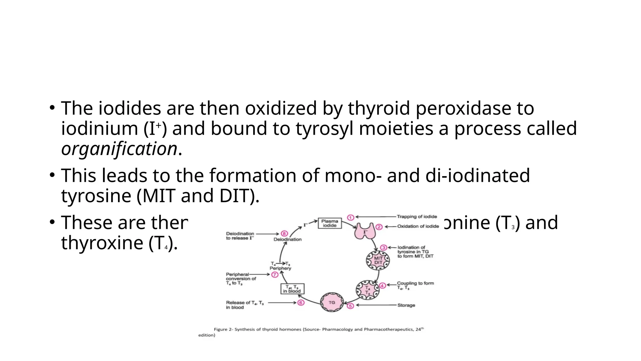 THYROID AND PARATHYROID SCINTIGRAPHY AND UPTAKE STUDIES.pptx