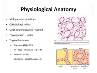 The thyroid gland, a butterfly-shaped pd | PDF