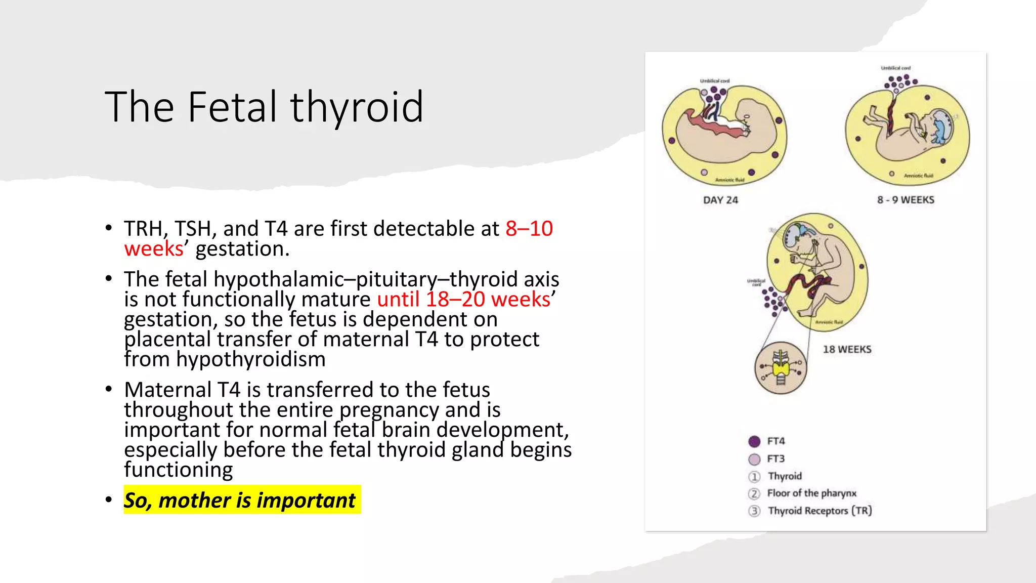 Thyroid and Pregnancy, Review of Physiology | PPTX