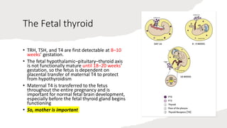 Thyroid and Pregnancy, Review of Physiology | PPTX